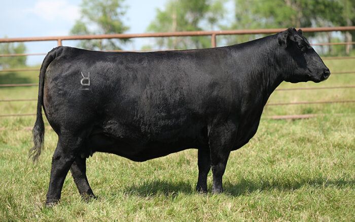 Donors – Raml Cattle